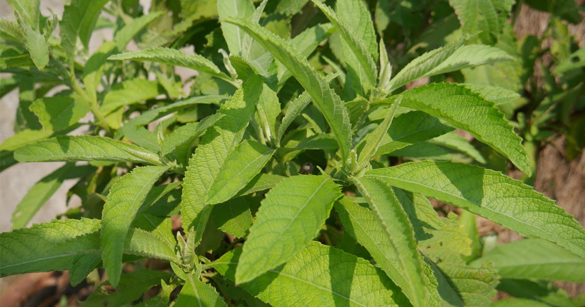 SAMBONG: The Incredible Benefits And Uses