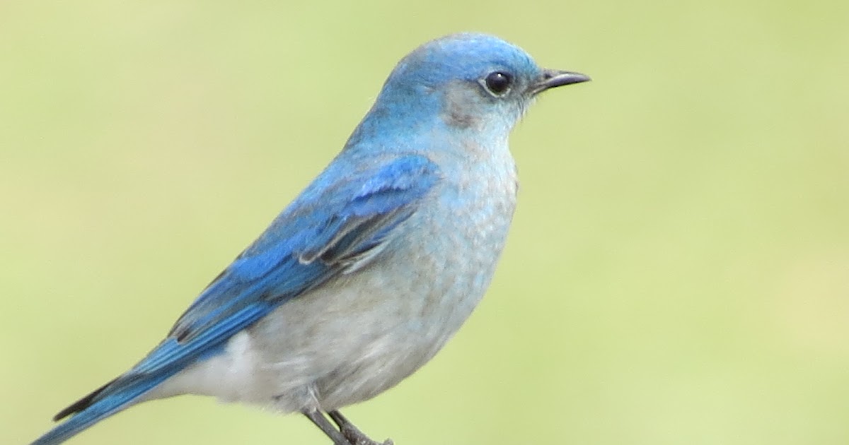 Florida Suncoast Birding: Mountain Bluebird