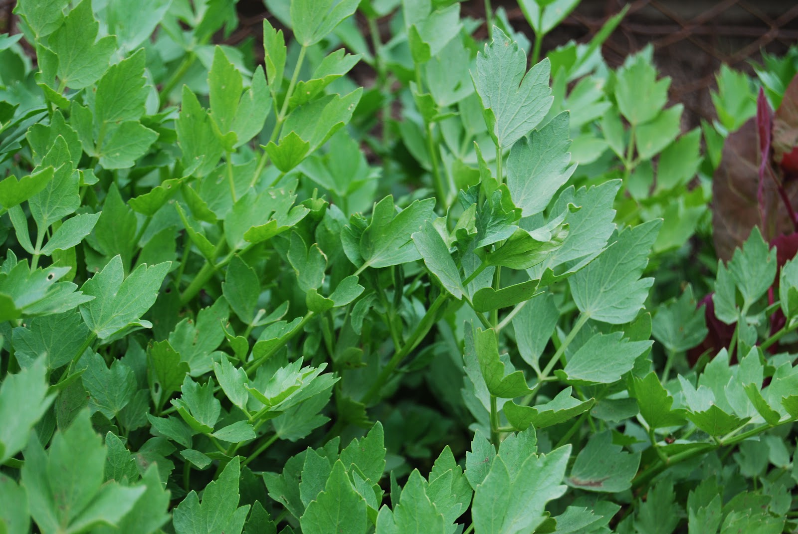 JURNAL: START "An agricol" 2012