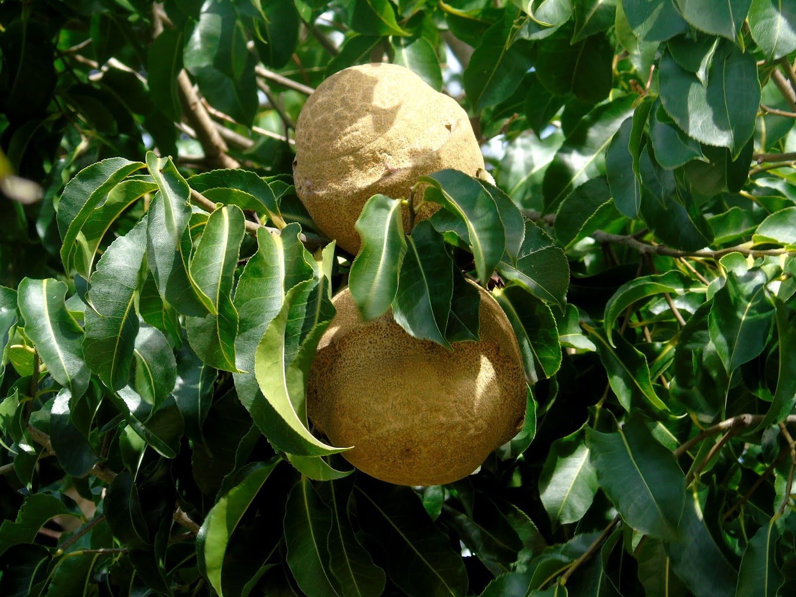 Sapucaia (Lecythis pisonis Cambess.) | A planta da vez