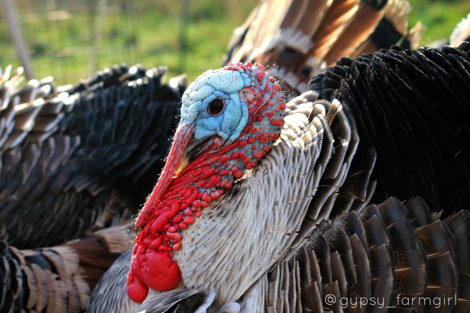 it's ok to fall in love with a turkey | Gypsy Farmgirl