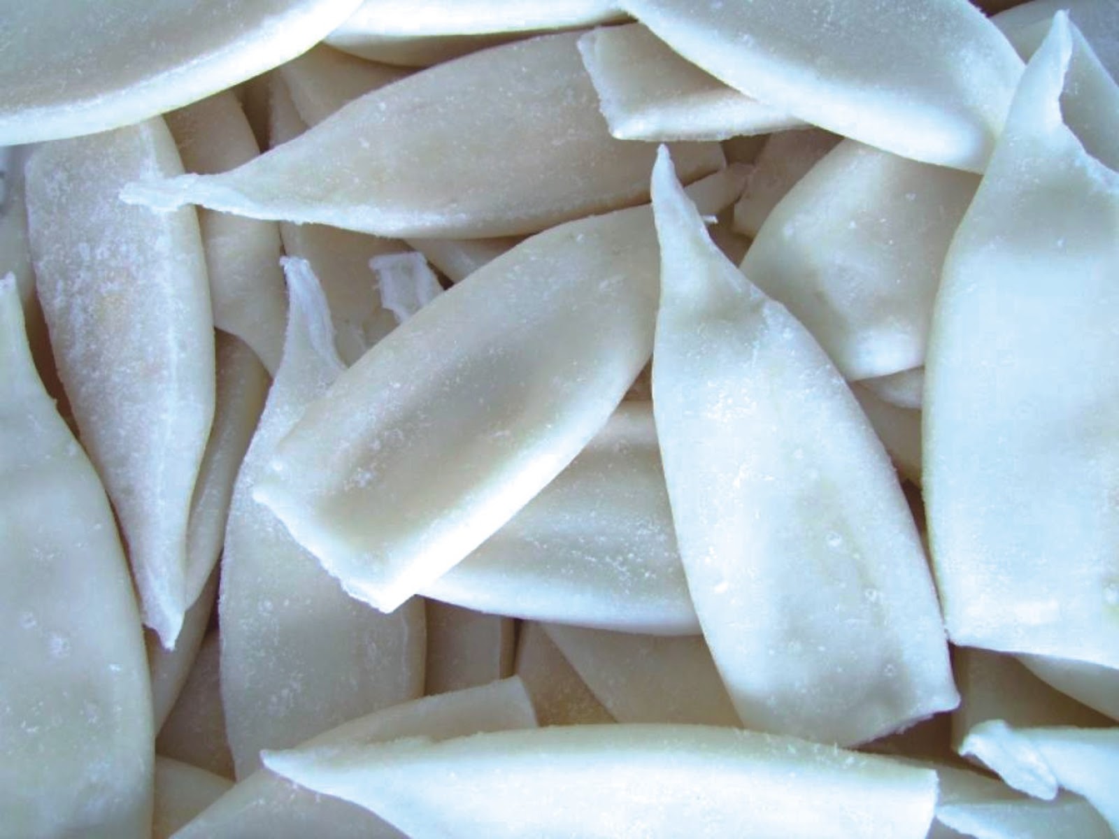 EXPORTACIÓN DE POTA CONGELADA: DESCRIPCIÓN DEL PRODUCTO