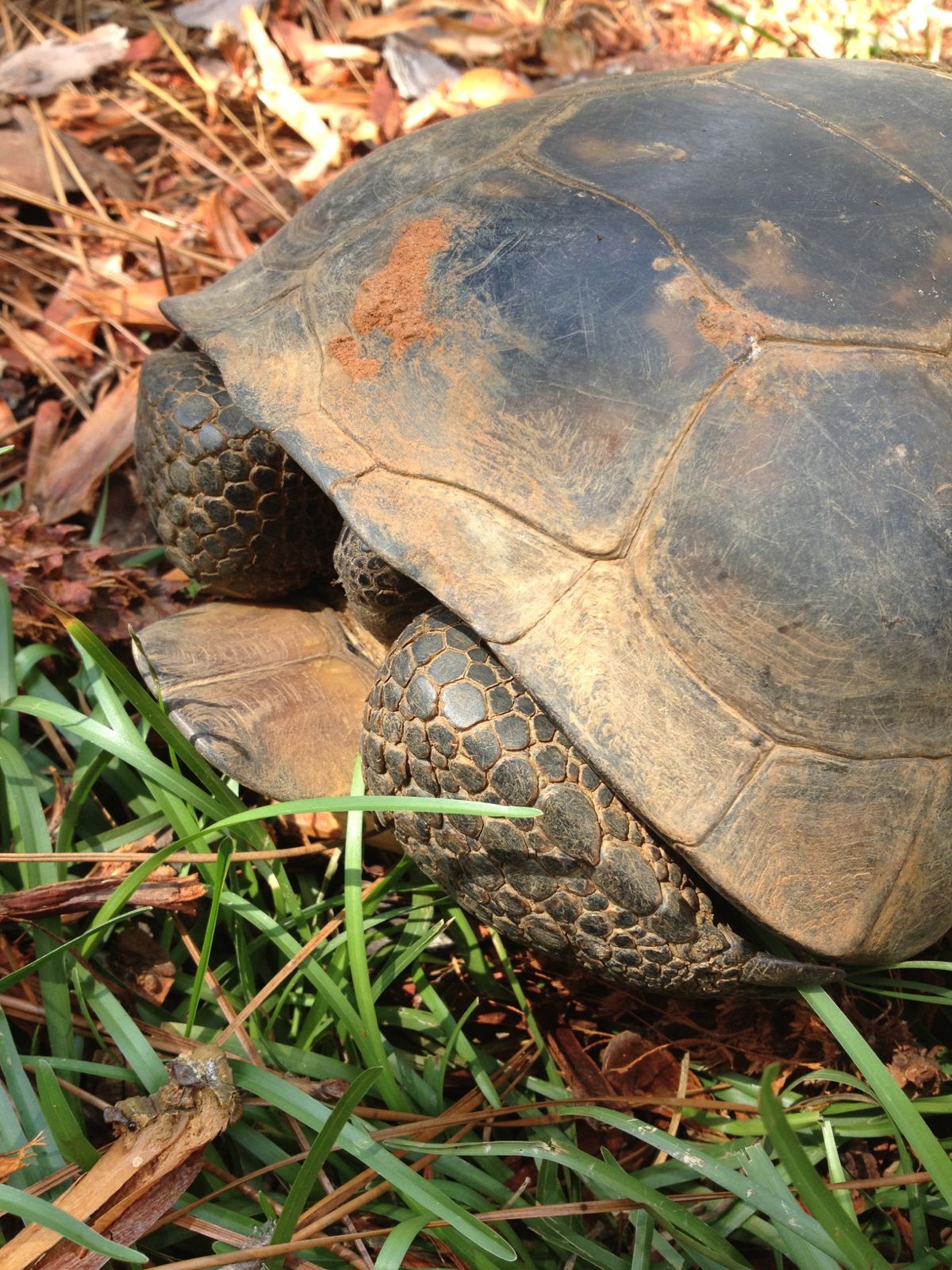 Spasms of Accommodation: Citizen Science: Gopher Tortoises