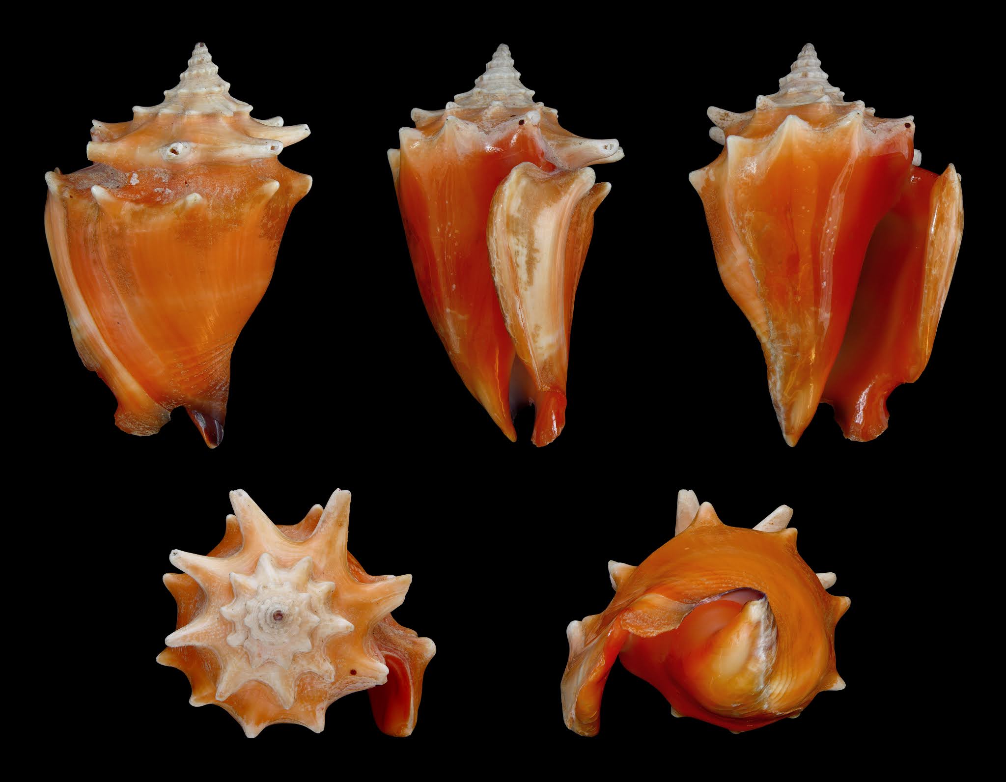 Variety of Life: Strombus