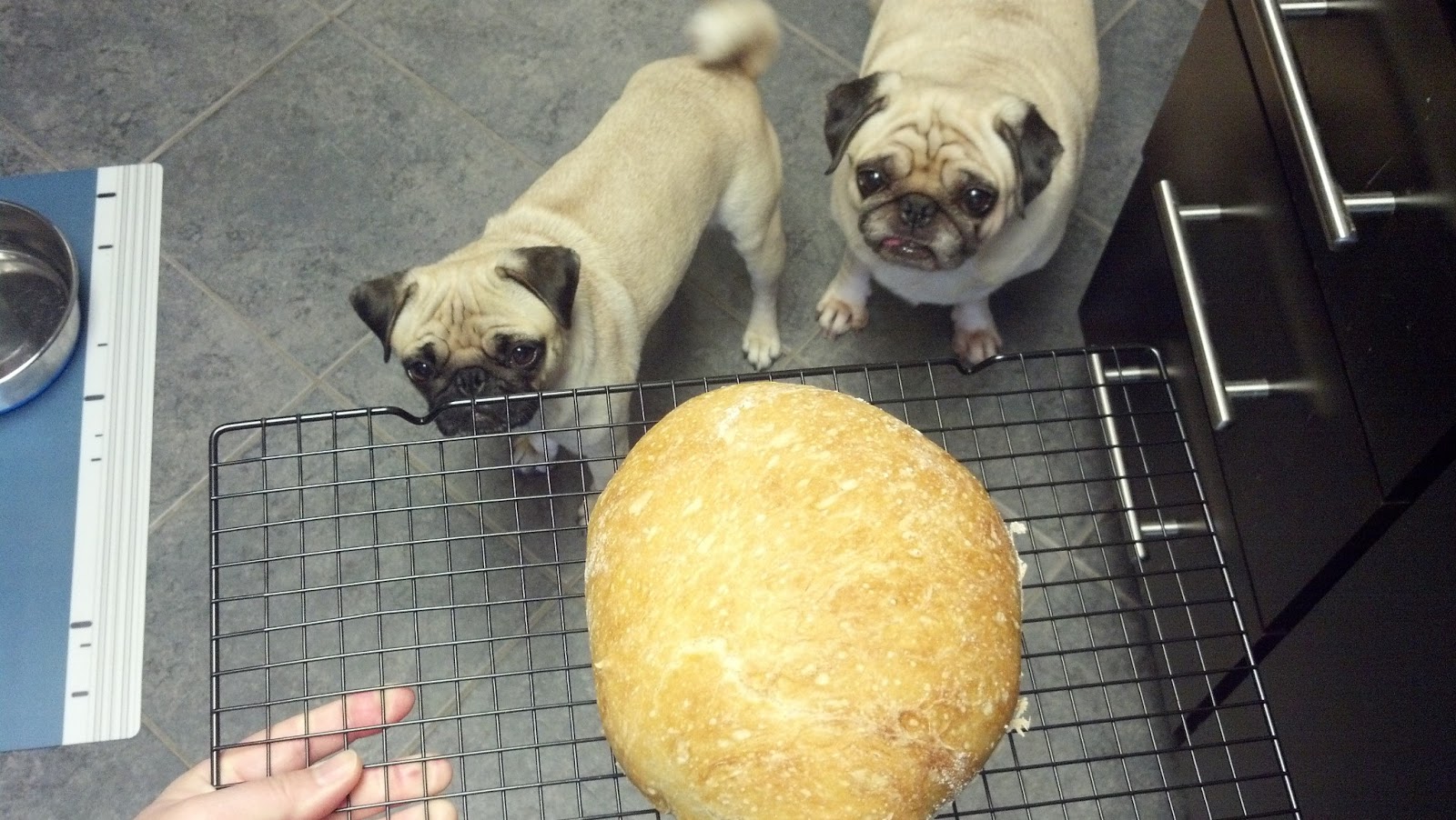 Grubbin' Pugs: No Knead Bread - So Easy, So Tasty!