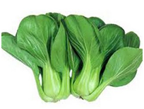 Budidaya Pakcoy ~ Ketahanan Pangan dan Penyuluhan