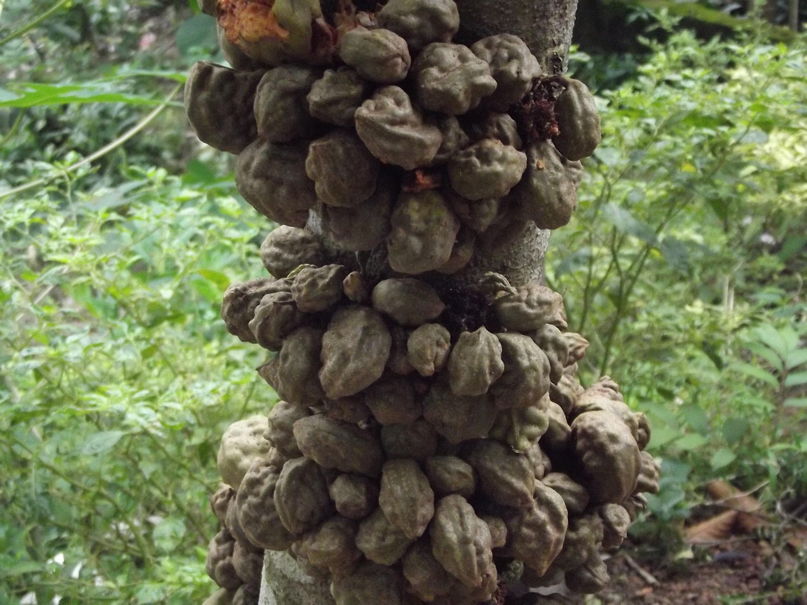 The Ceylon Times: Naminan - Cynometra cauliflora