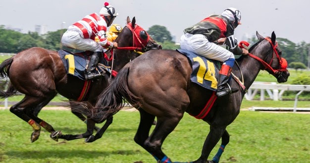 Jimmy Winemiller - Blogspot: Thoroughbreds and Other Horse Racing Breeds