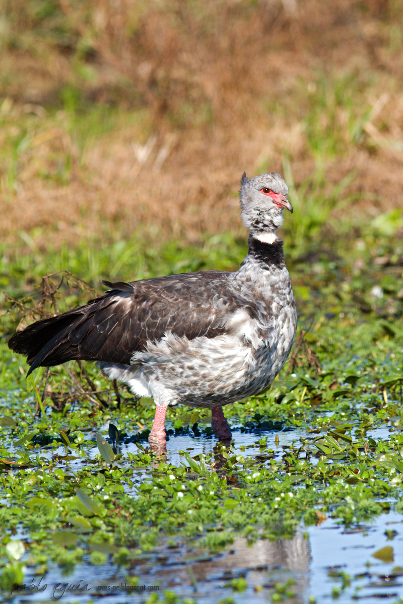 mis fotos de aves: Chauna torquata Chajá Southern Screamer