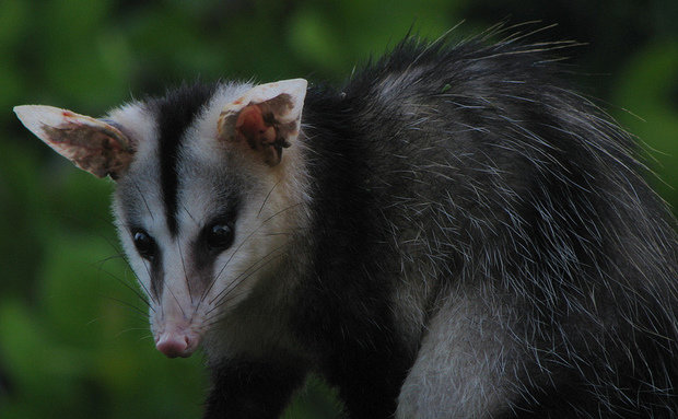 Não confunda timbu com rato, que é marsupial e semeador | Panorama Eco