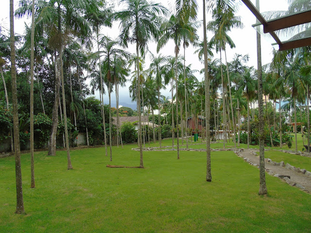 Juçara (Euterpe edulis Mart.) | A planta da vez