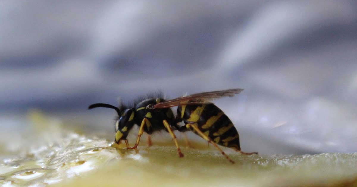 Sirpan luontoblogi: Väärinymmärretyt ampiaiset