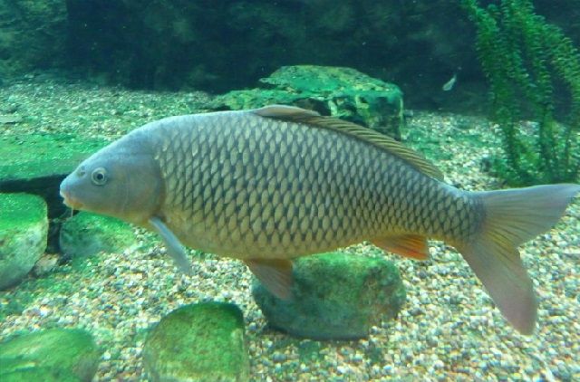 Gambar Ikan Mas Besar Lengkap Dan Unik - Rahasia Trik Mancing