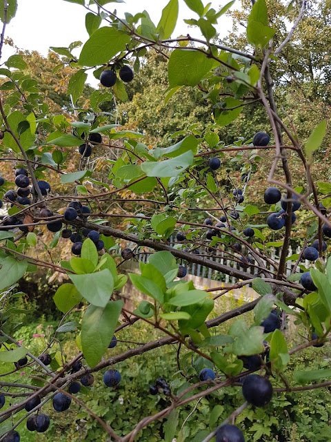 Michael Peverett: Bullaces