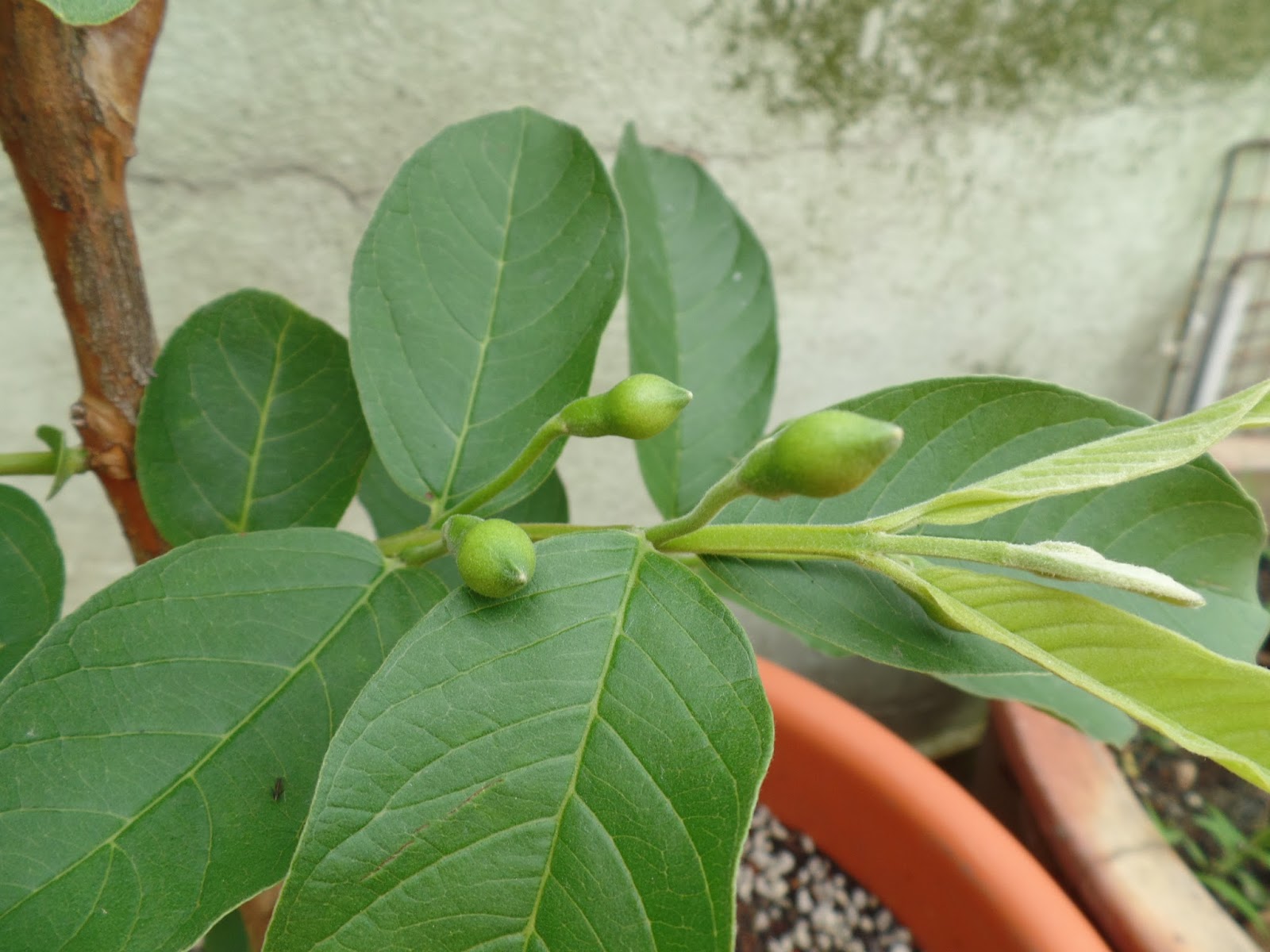 My Little Potted Garden: Seedless Guava