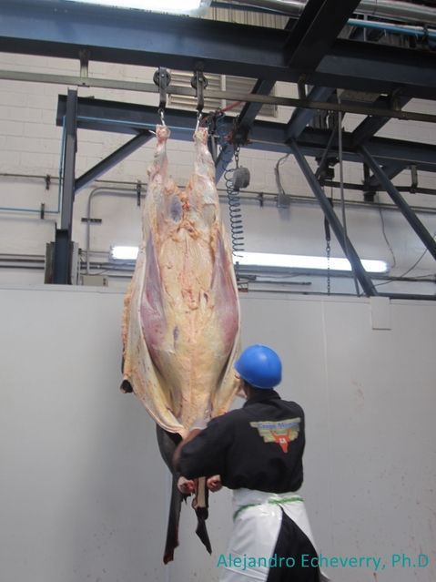 Mom at the Meat Counter: What Temple Grandin wants the world to know ...