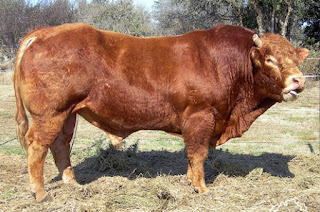 ASOCIACION ECOLOGISTA RIO MOCORETA: RAZA BOVINA LIMOUSIN