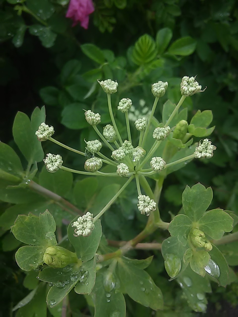 the Orient: 방풍꽃 Ledebouriella seseloides , flower