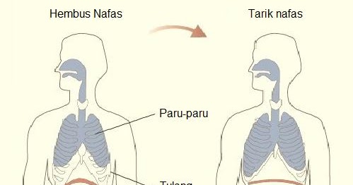 Cara Nak Nafas Panjang Untuk Mengaji - KylaknoePerkins