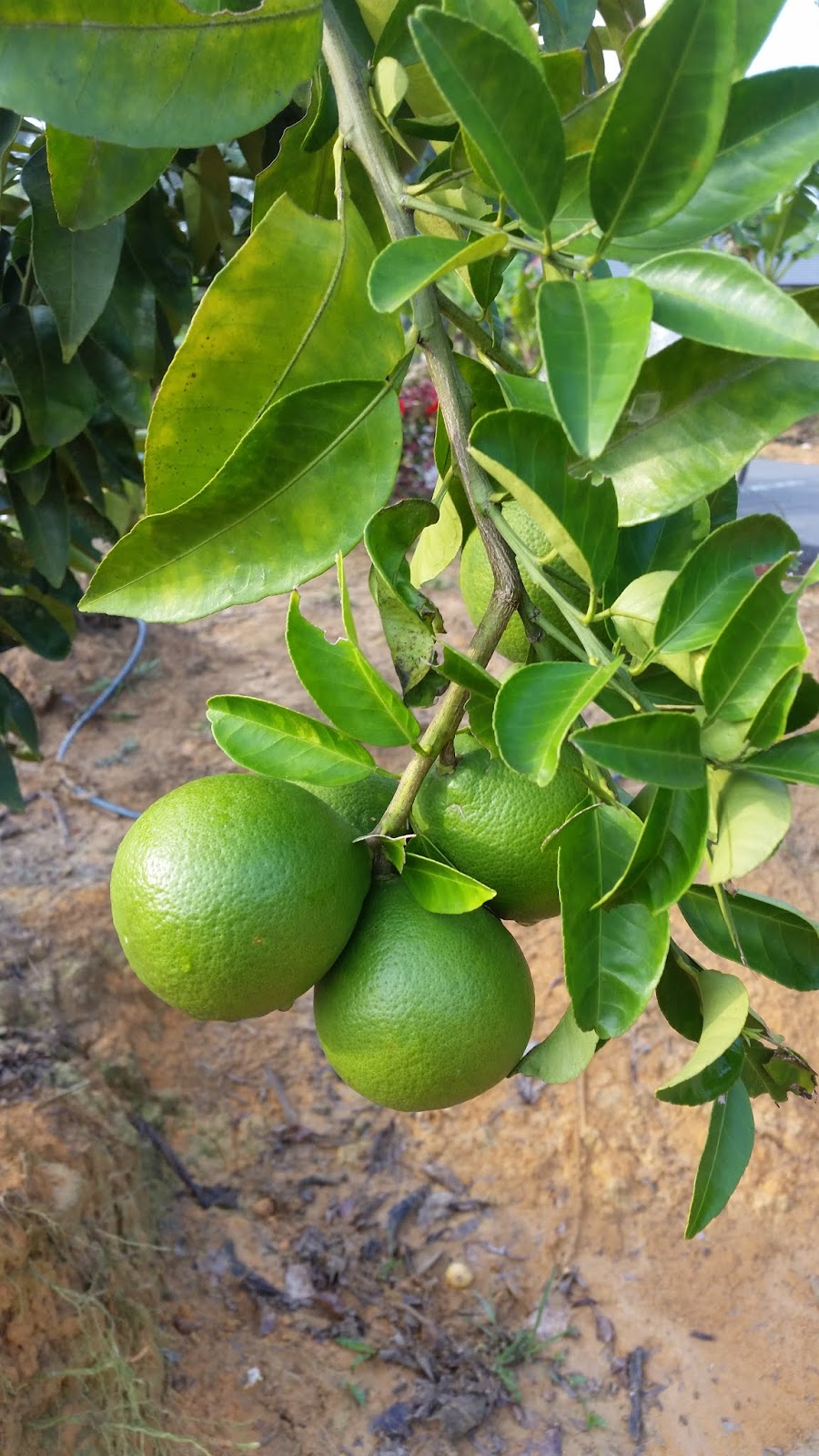 Warisan Petani: Limau Bali Sunkist
