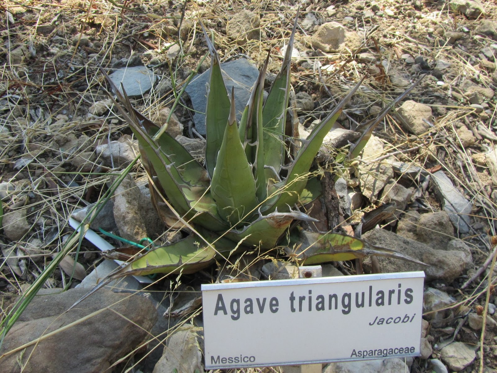 Agave : Come Riconoscere le Diverse Specie - Con Foto e Descrizione ...