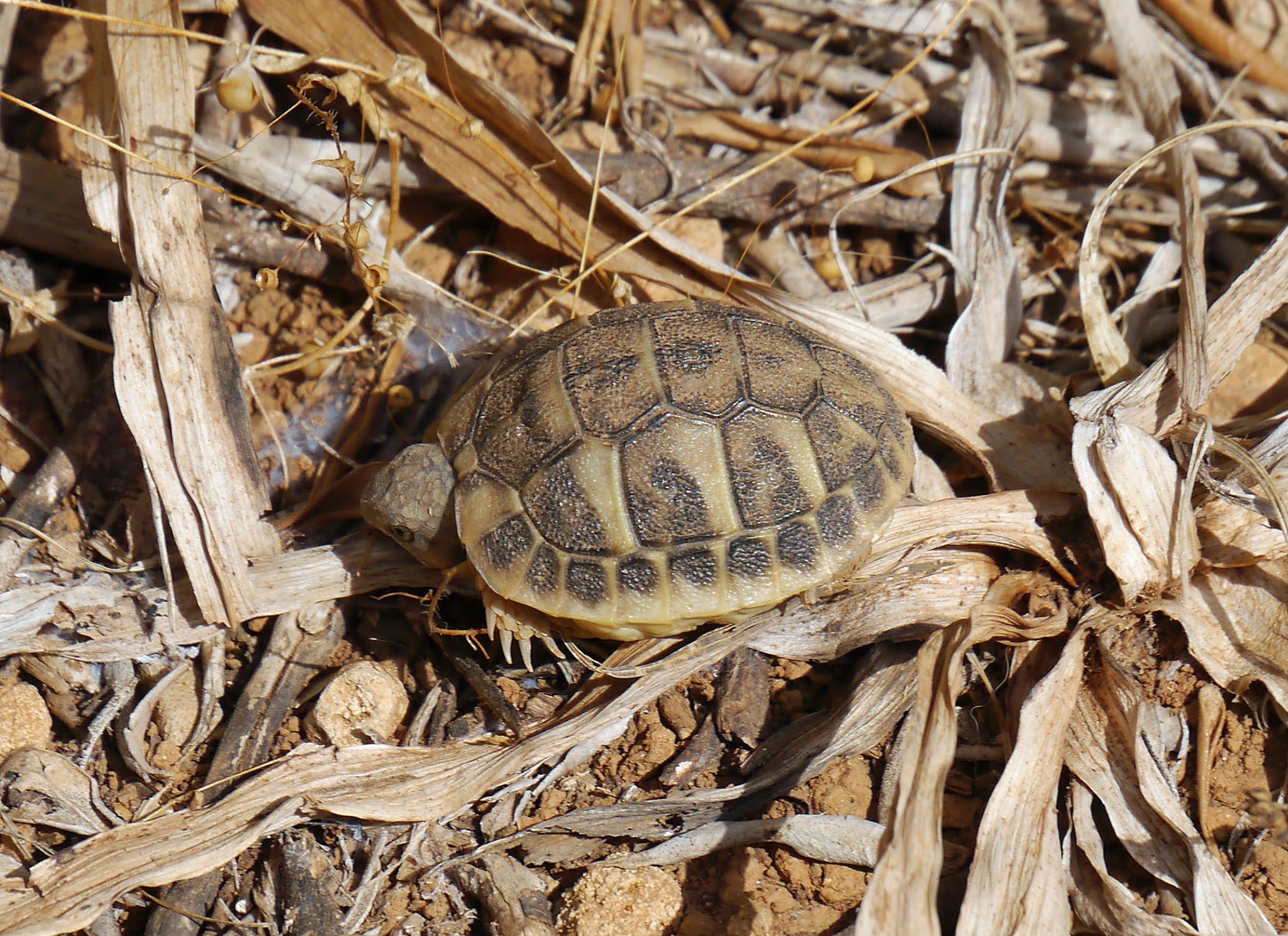 ANFIBIOS Y REPTILES Y PEQUEÑOS MAMIFEROS.: 2020