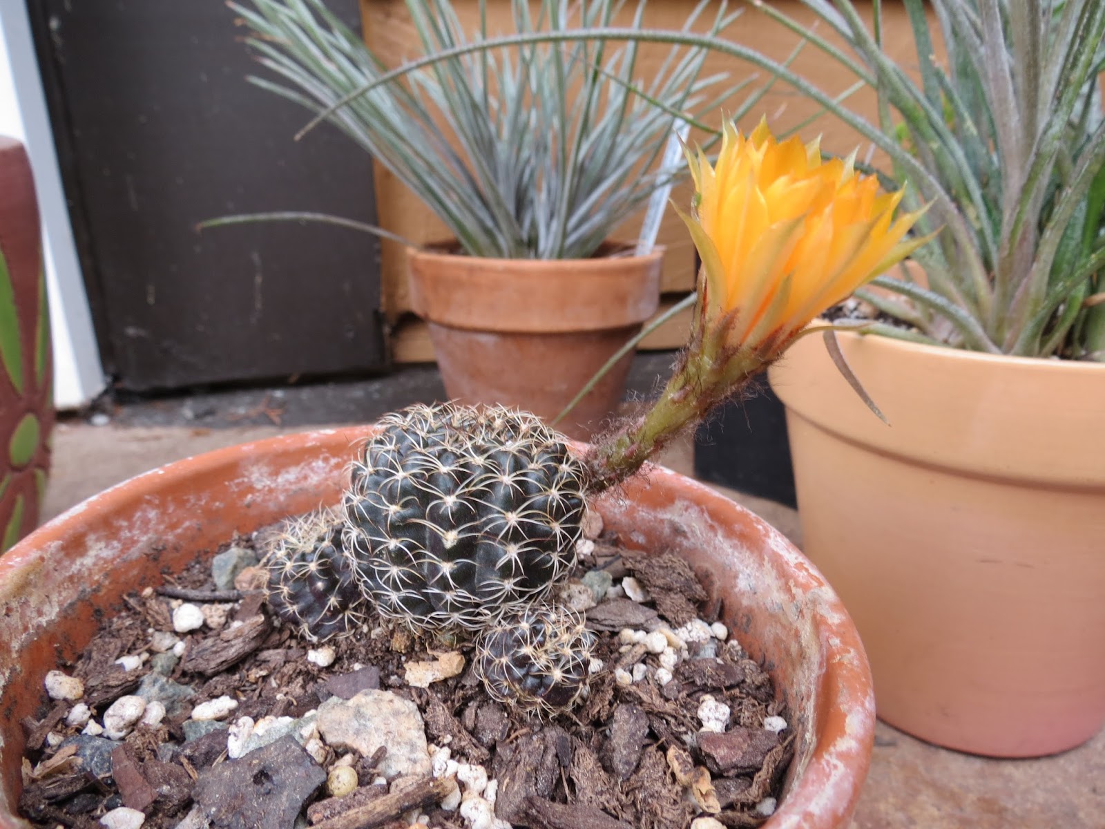Cactus on Fire
