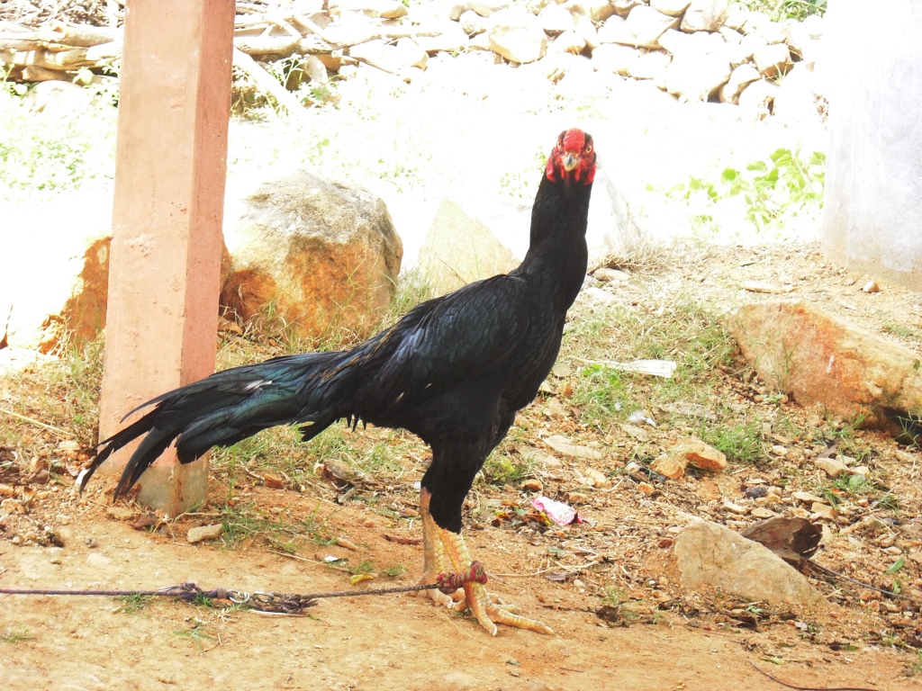 ASEEL FIGHTER PHOTOS - ASEEL FIGHTER PHOTOS