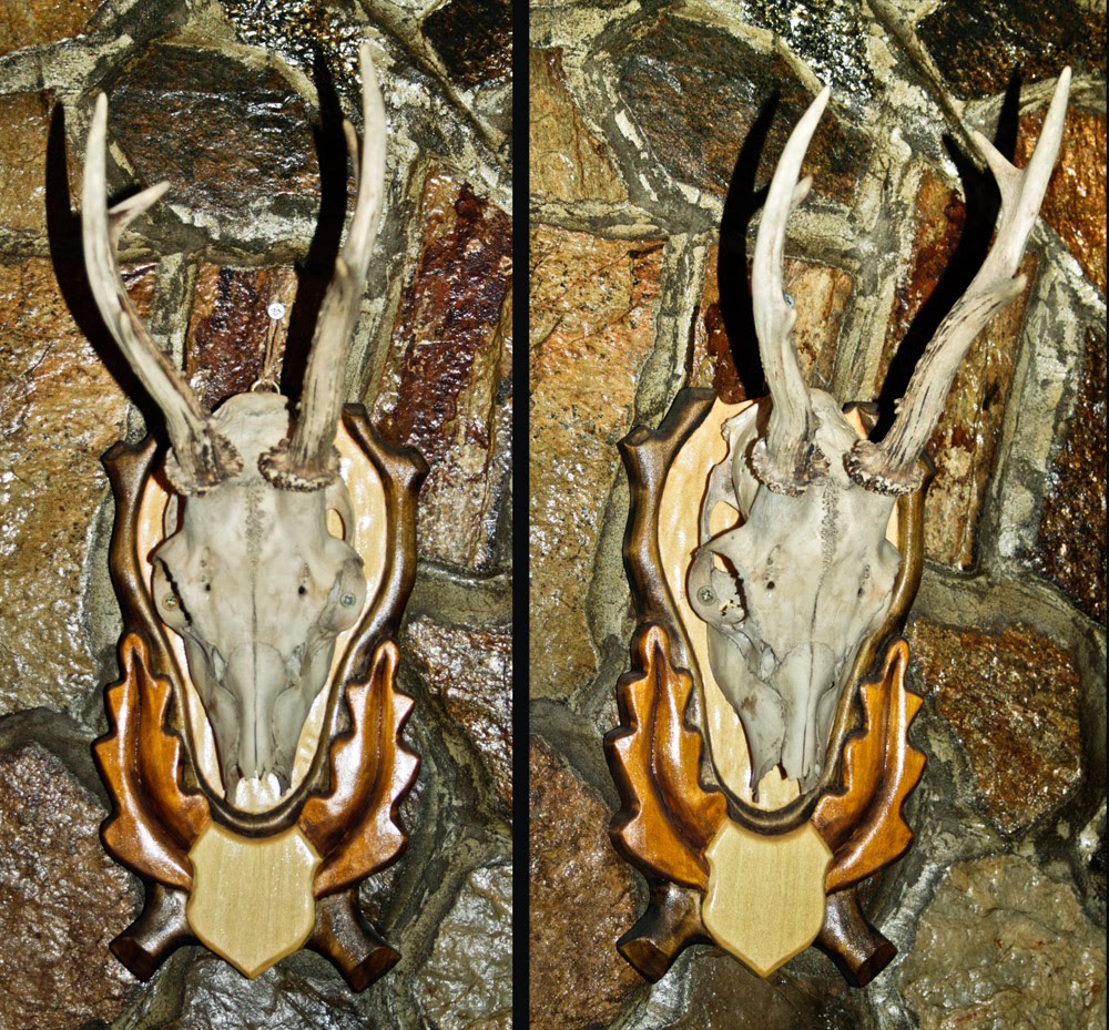 panoplii de vanatoare: trofee de vanatoare, coarne