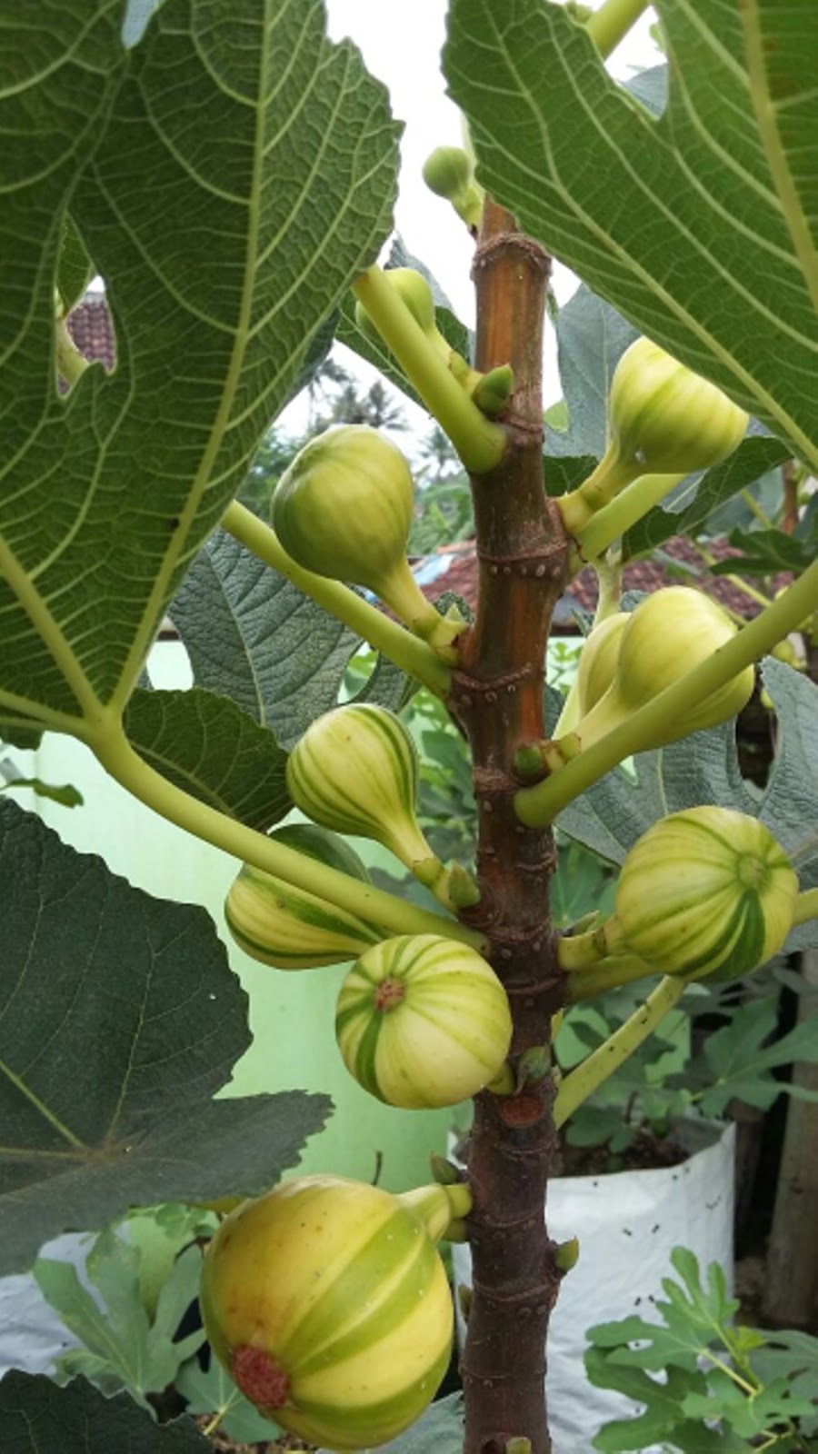 Panace Tiger Fig - Var Tin