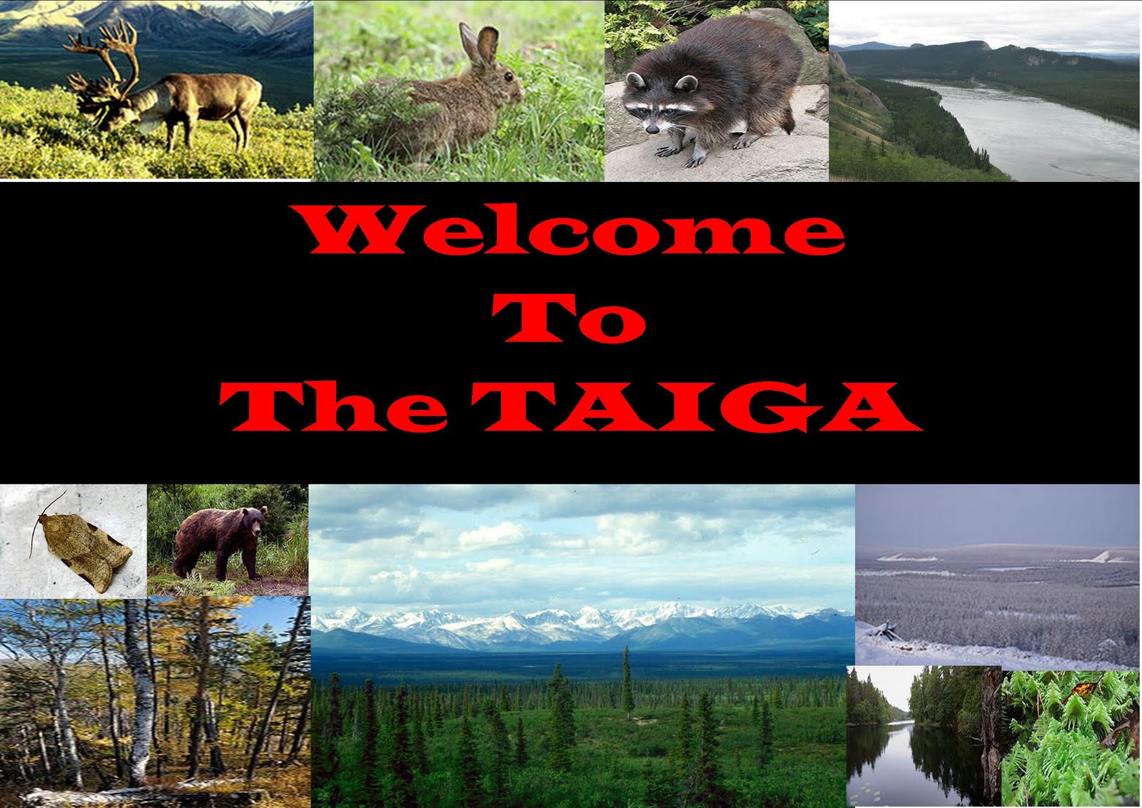 Welcome to The Taiga: Welcome To THE TAIGA