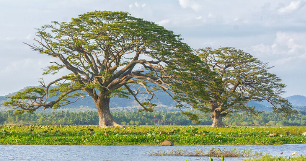Ciri Ciri Pohon Trembesi (Samanea saman) Di Alam Liar - Ciriciripohon.com