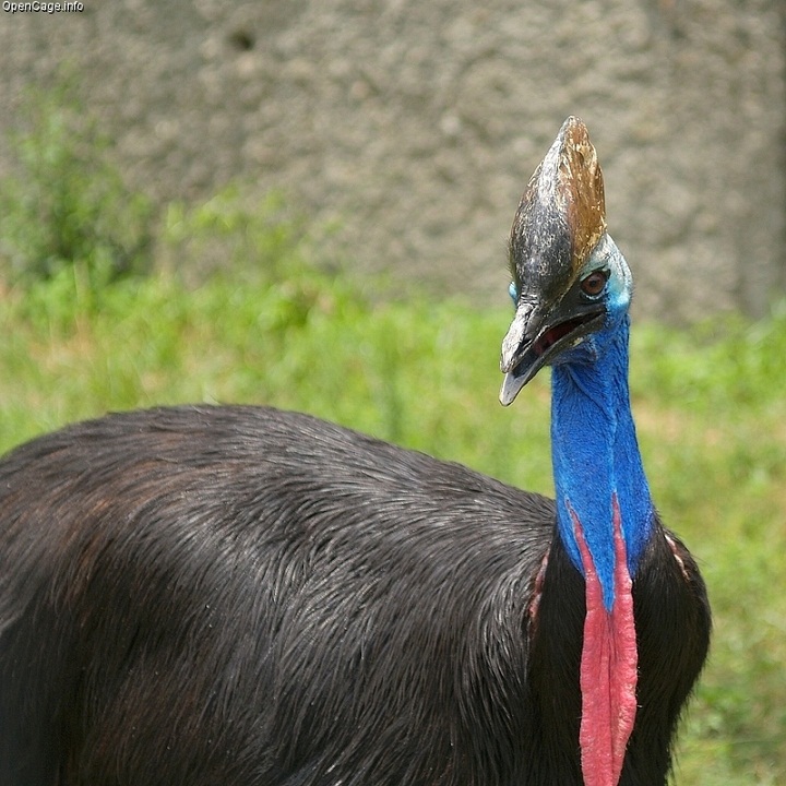 Gokil 45+ Apa Keistimewaan Burung Kasuari