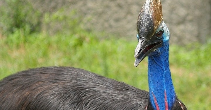 Mengapa Kasuari Dianggap Burung Berbahaya? | Belajar Sampai Mati