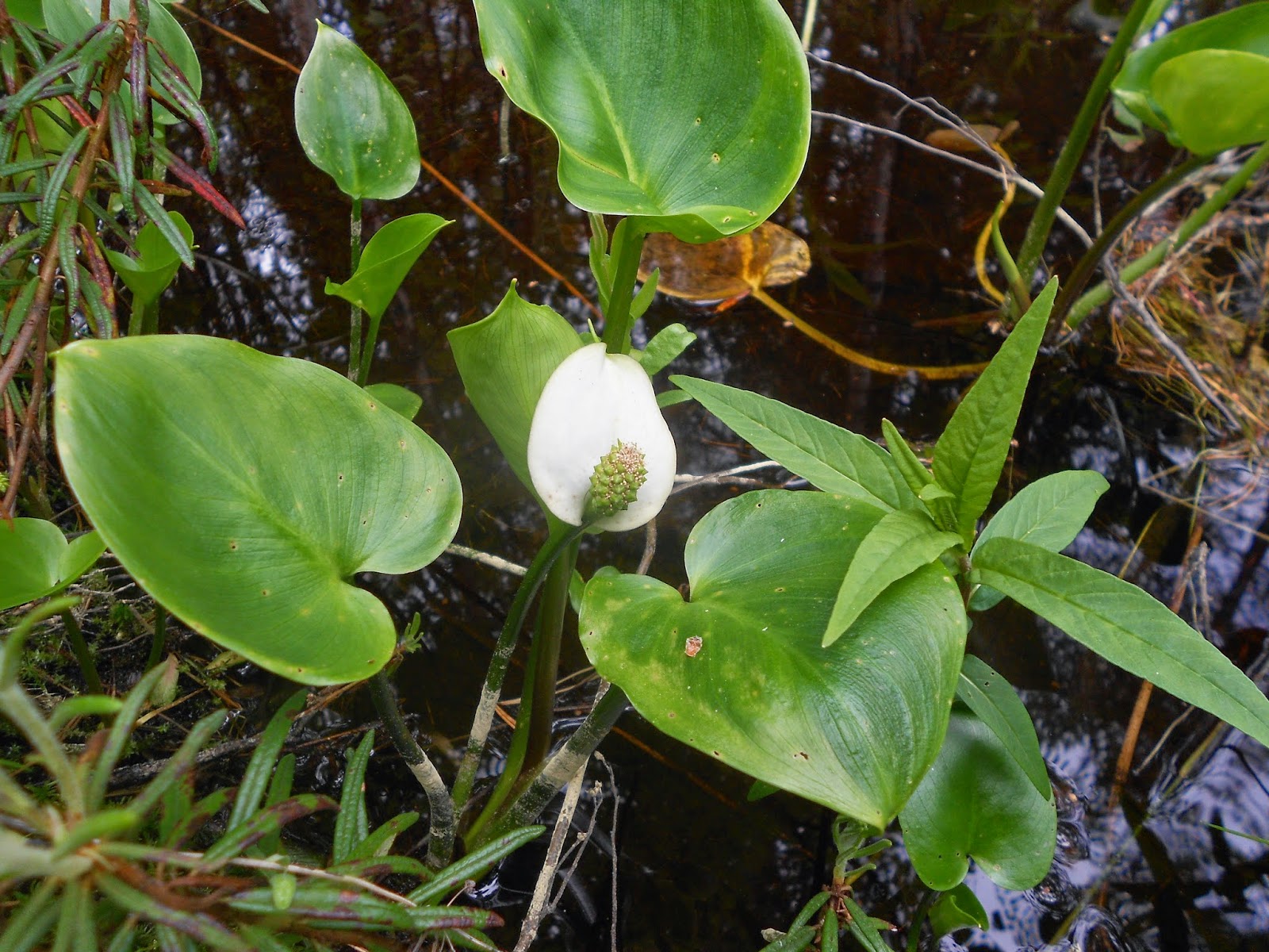 Kasvio: Vehka - Calla palustris