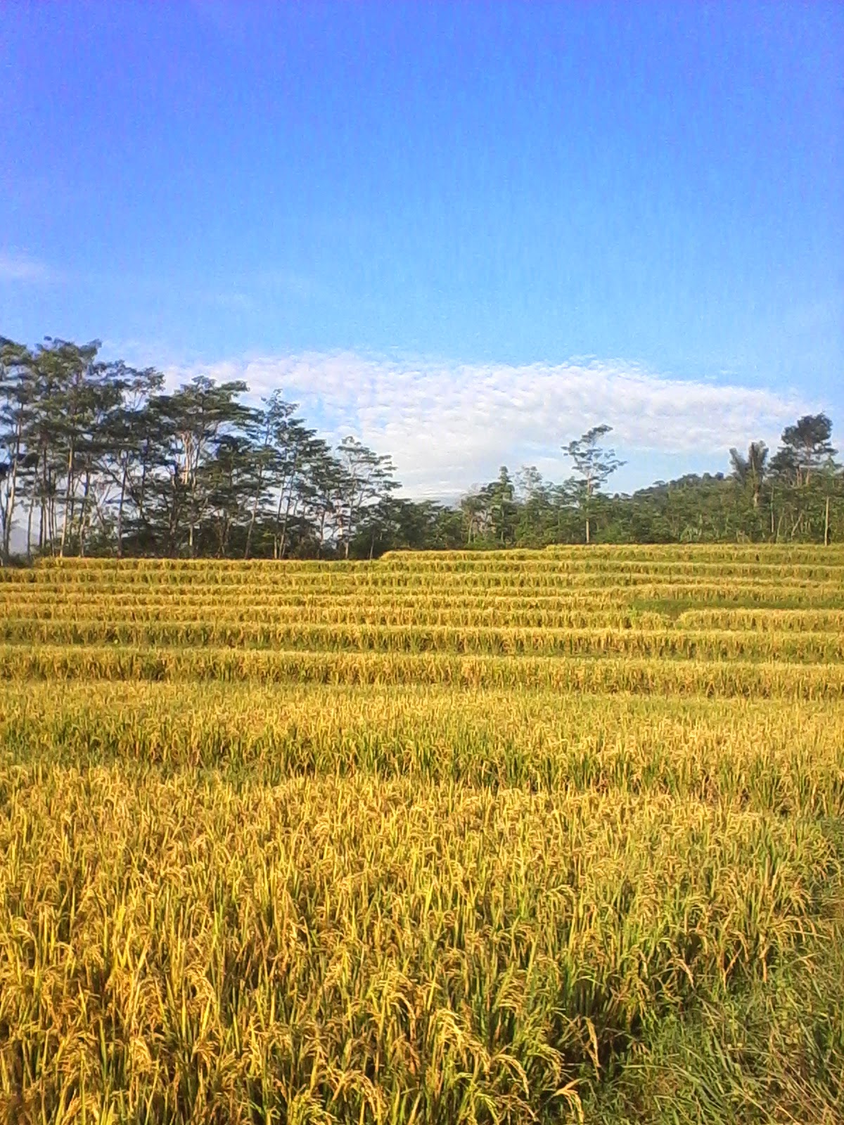 Dumayku: Padi Menguning Laksana Lautan Emas ( Sawah Kulon Congkrang )