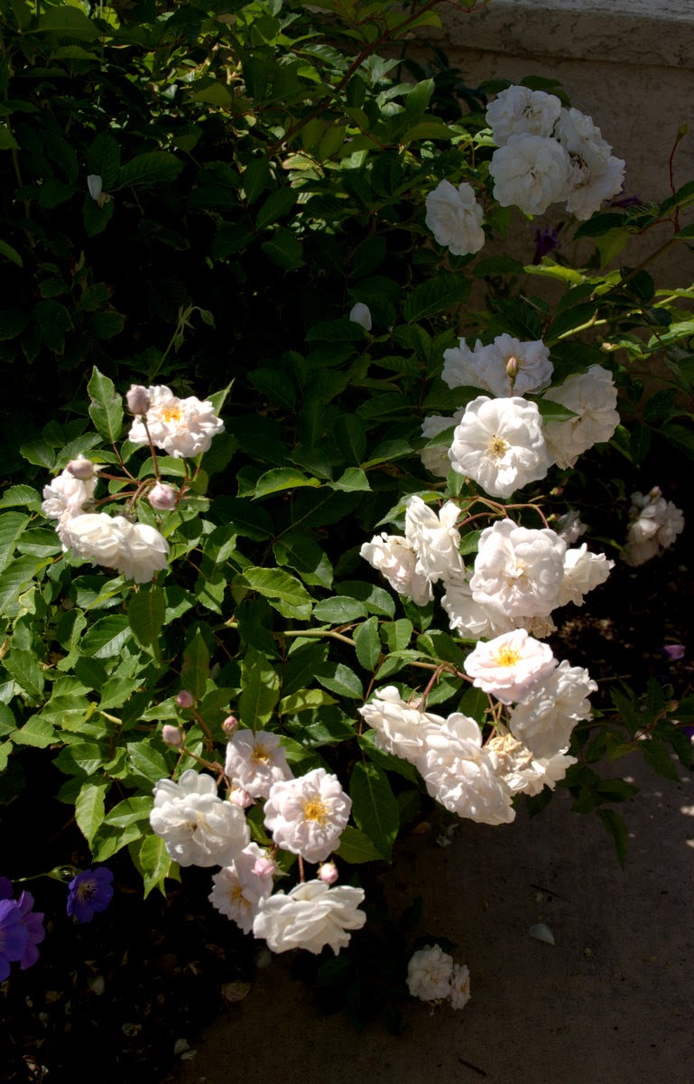 Organic Garden Dreams: June Roses