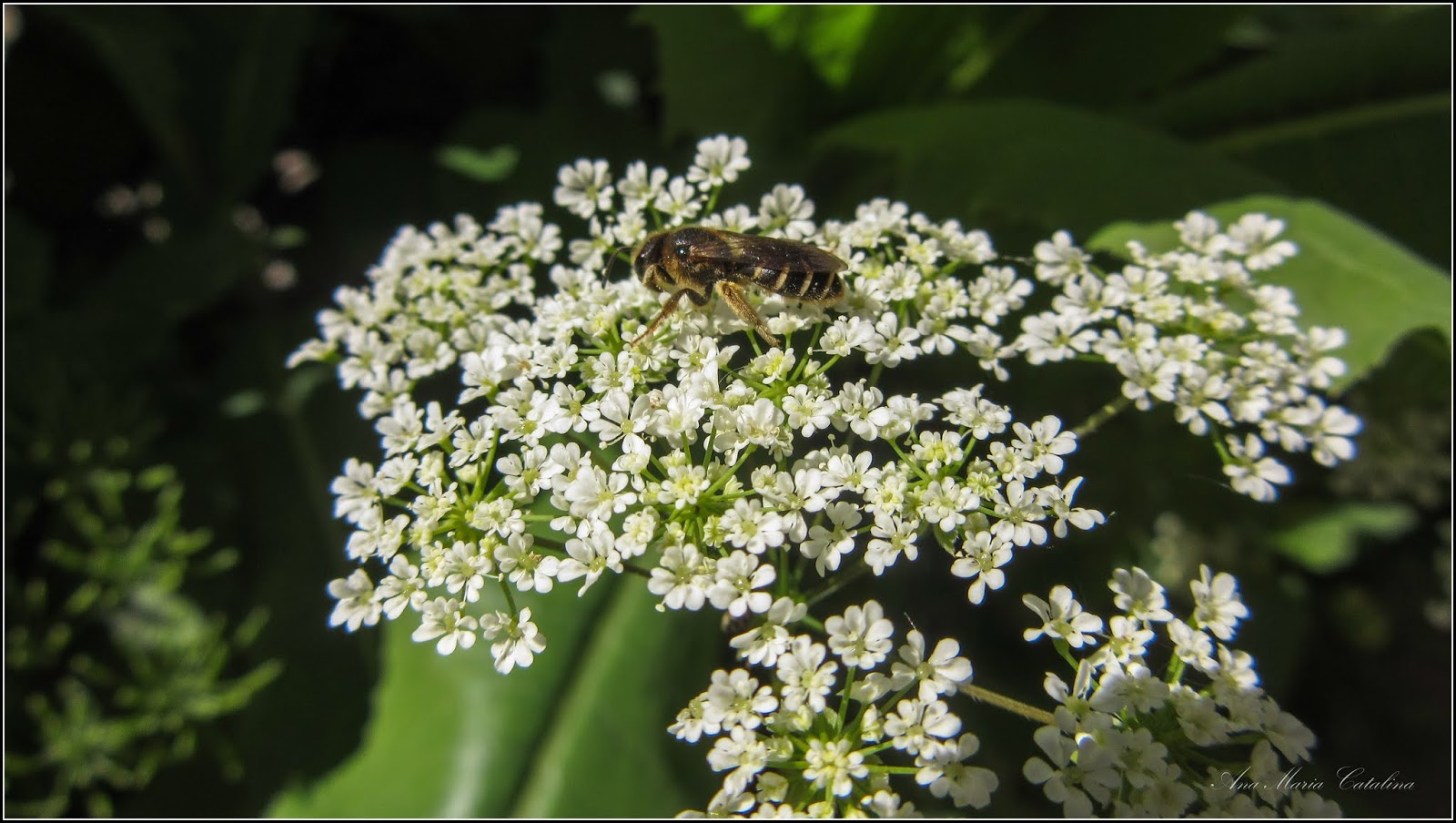 Lumea văzută din Turda: Hasmațuchi (Anthriscus sylvestris)