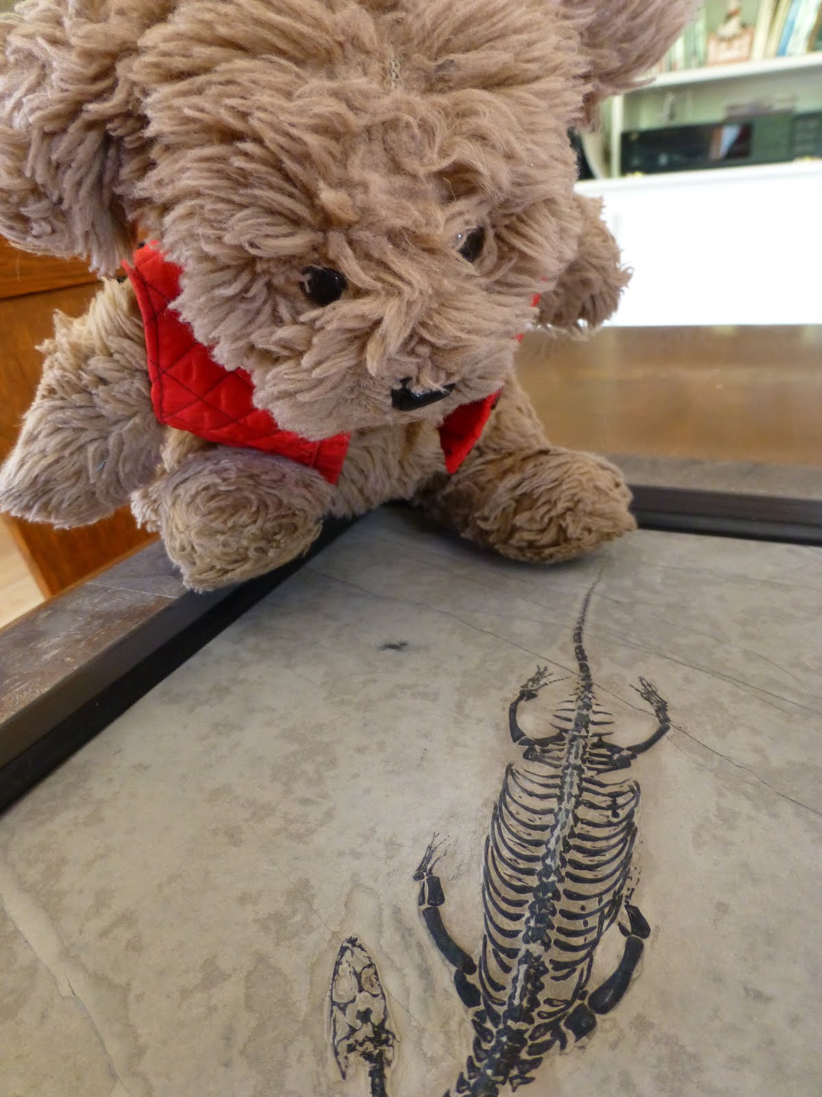 Go, Nads, Go! Go, Nads, Go! - Murr Brewster