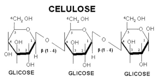 Mundo da Bioquímica (blog sobre bioquímica): Celulose