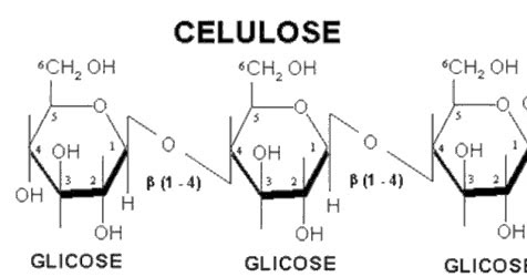 Mundo da Bioquímica (blog sobre bioquímica): Celulose