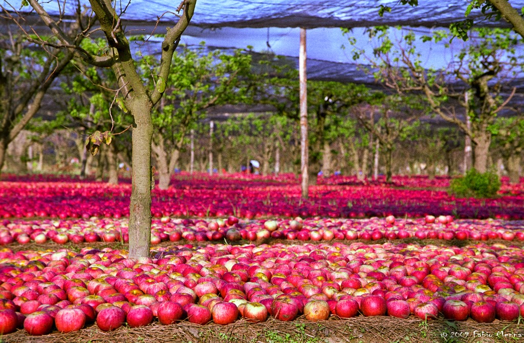 I Campi Flegrei su ... "Pozzuoli Magazine": Mela Annurca