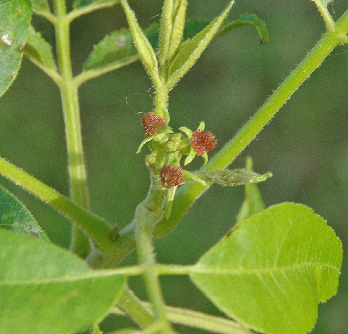 Northern Pecans: Pecan pollination season