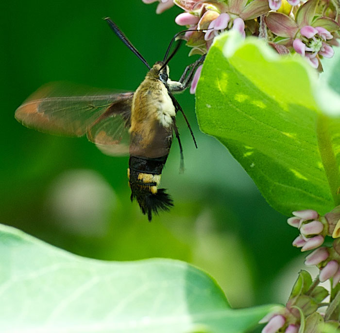 Red and the Peanut: Snowberry Clearwing Hummingbird Moth (Hemaris diffinis)