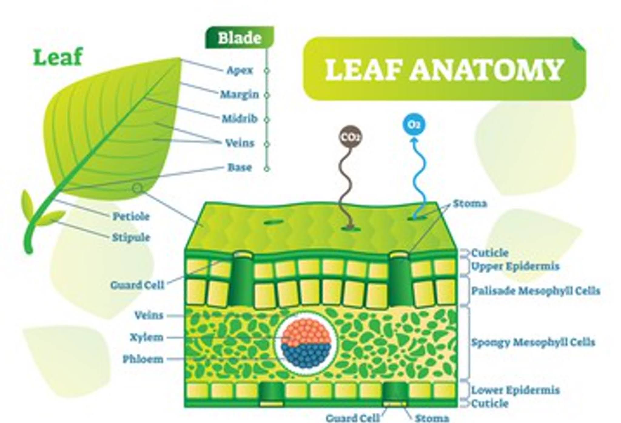 Xylem and phloem. biological structure scheme of inner vascular in ...