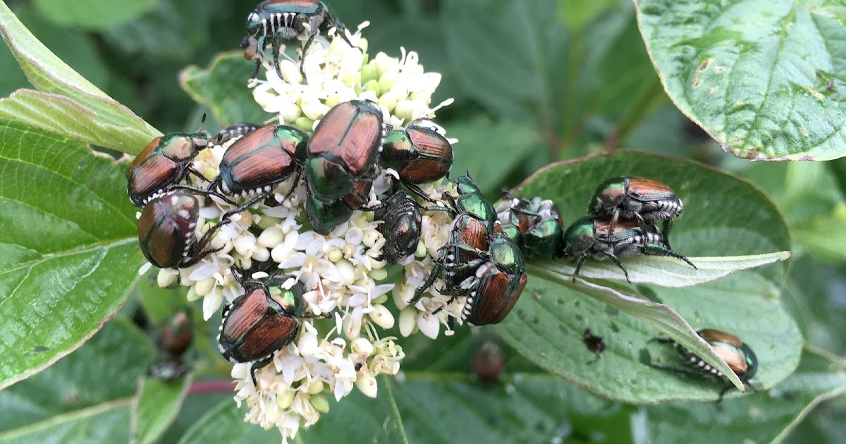 Arthro-Pod: Arthro-Pod EP 79: What Goes Up Must Come Down- Insect ...