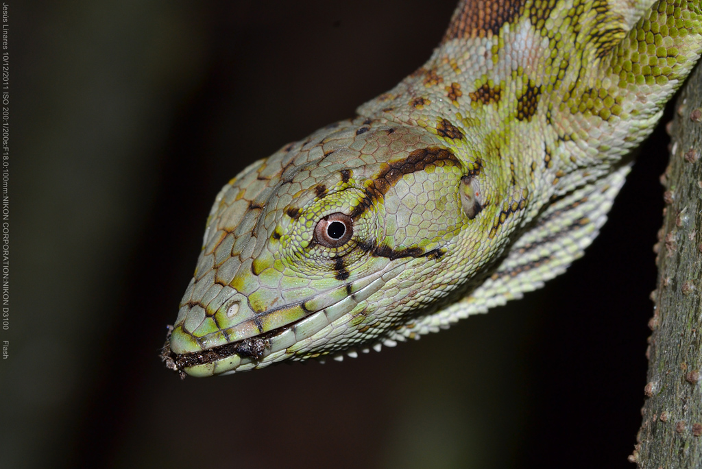 JLinaresP: Monkey Lizard - Polychrus marmoratus (Linneo, 1758)