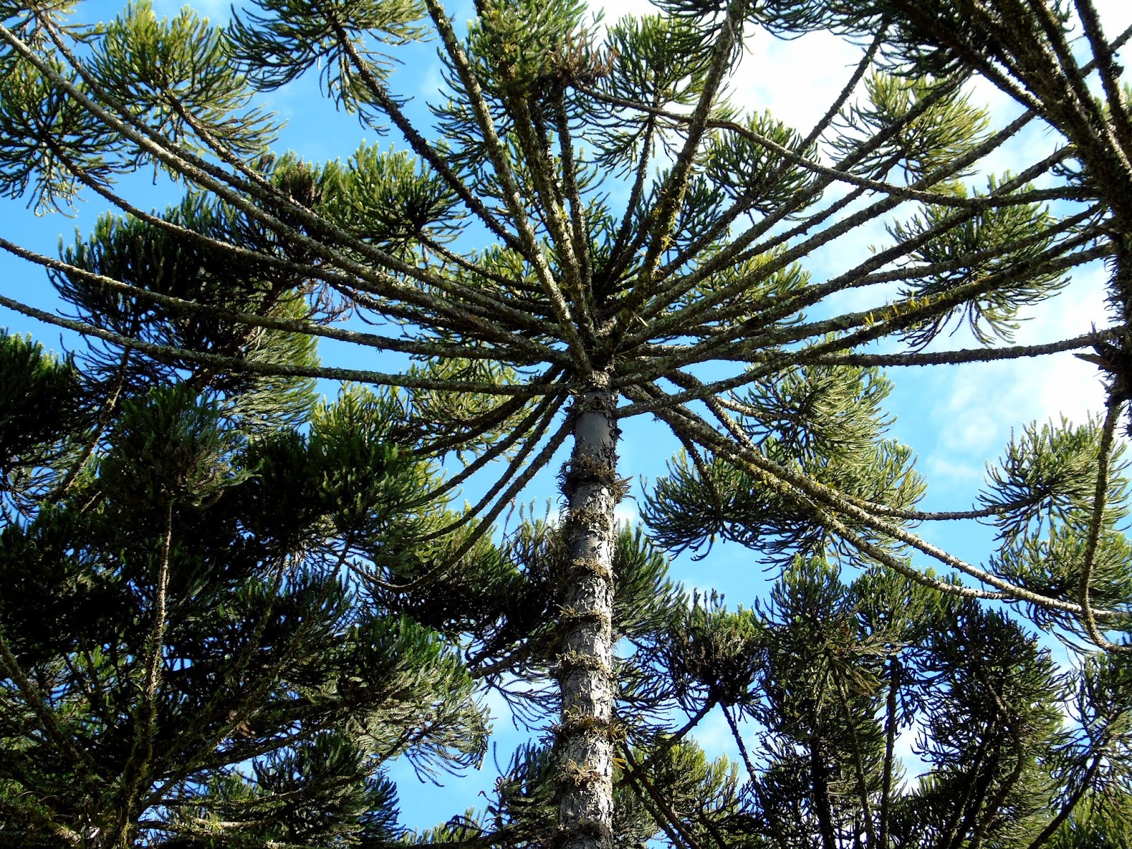Araucária [Araucaria angustifolia (Bertol.) Kuntze] | A planta da vez
