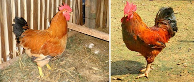 Ayam Ngampus: Ayam Merawang Imigran Yang Menetap di Bangka