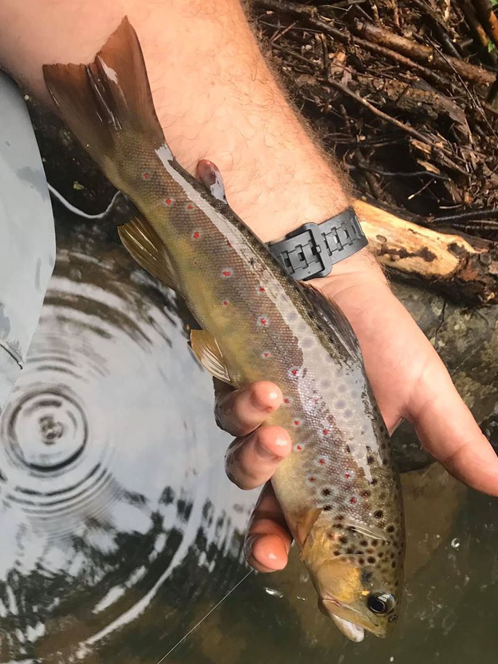 Fly Tyer Mike: "Blue Line Like a Beast" Next Level Small Stream Fly ...